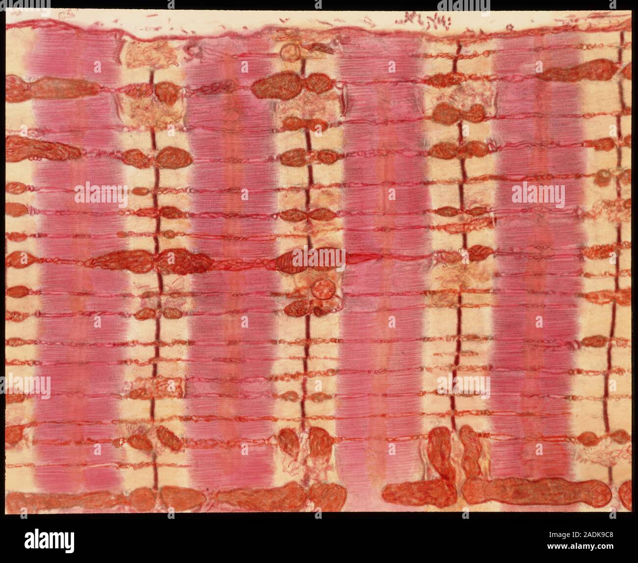 Striated muscle. Coloured transmission electron micrograph (TEM) of a longitudinal section ...