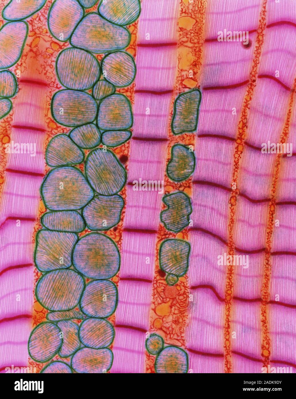 Heart muscle. Transmission electron micrograph (TEM) of a longitudinal ...