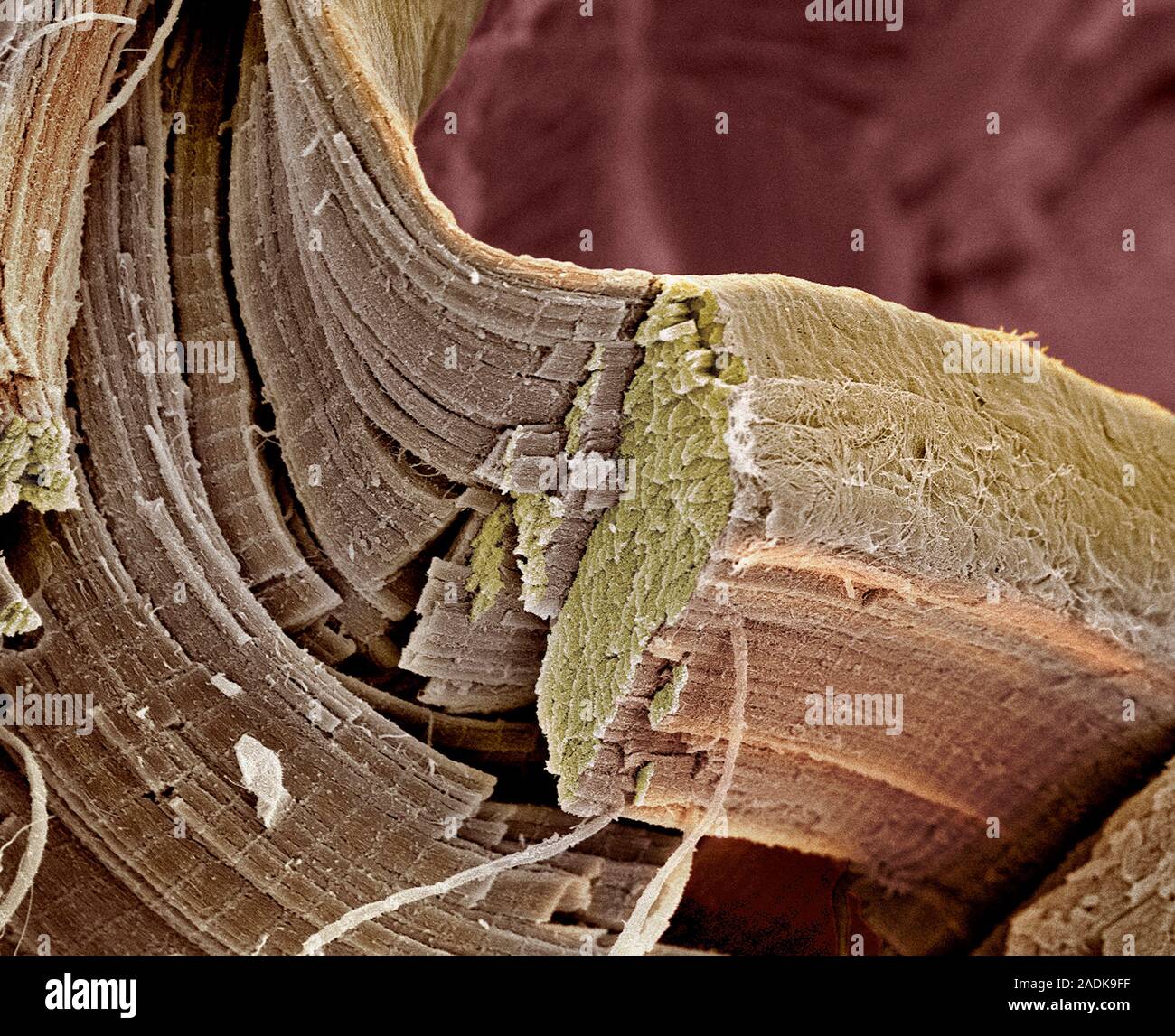 Skeletal muscle fibre. Coloured scanning electron micrograph (SEM) of a freeze-fractured ...