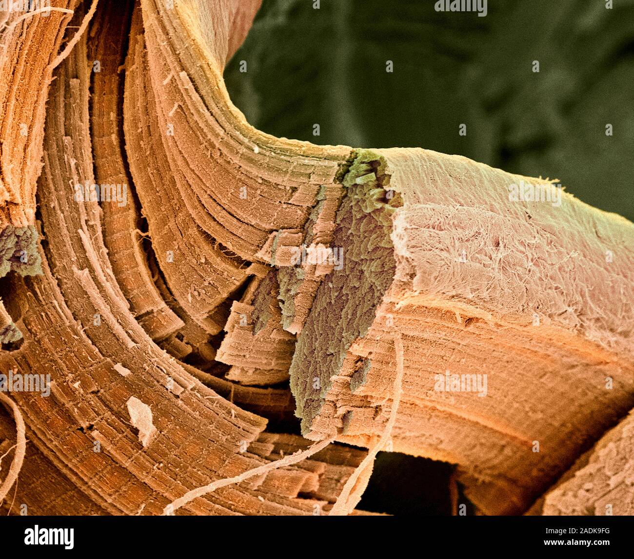 Skeletal muscle fibre. Coloured scanning electron micrograph (SEM) of a ...