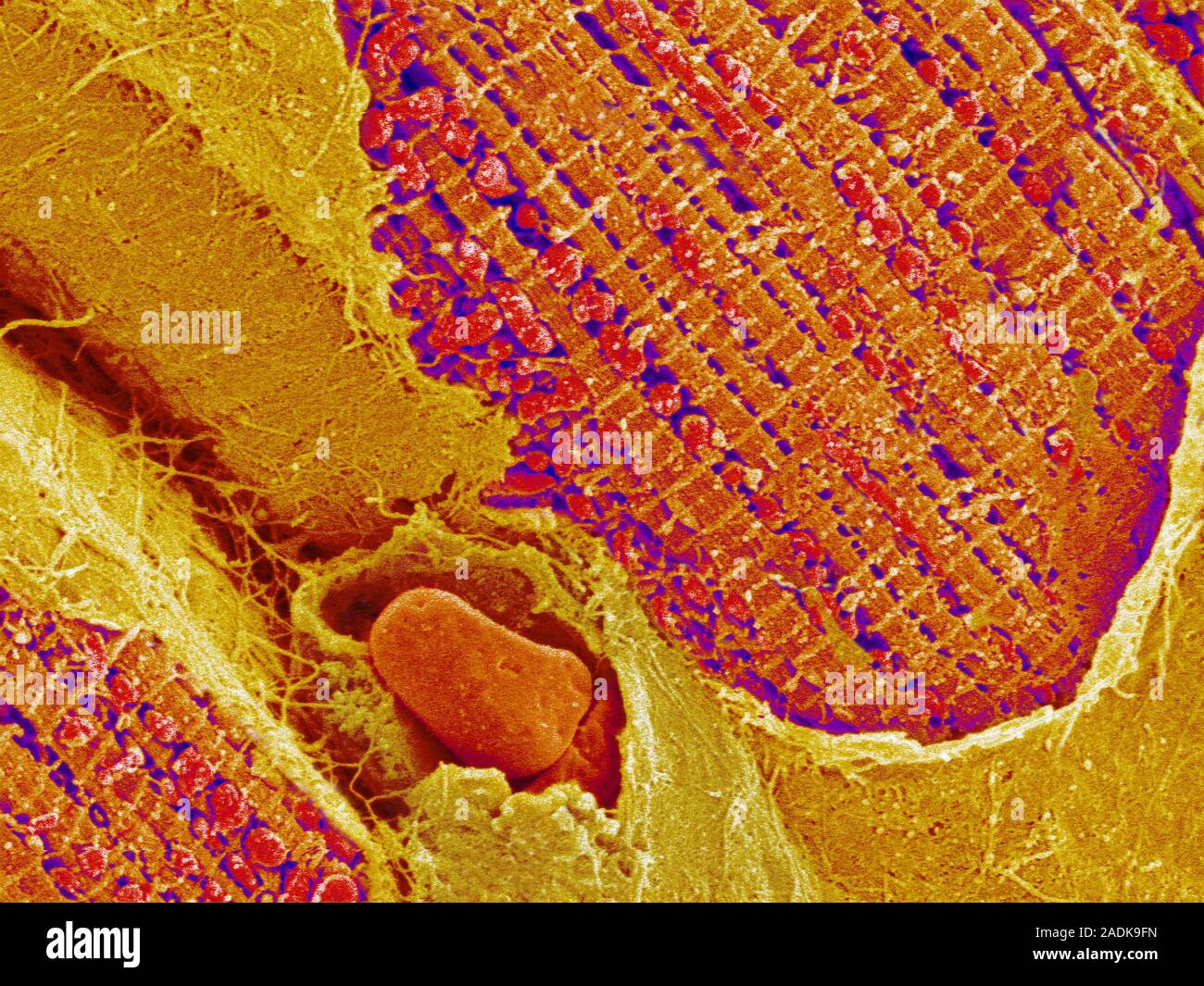Cardiac muscle. Coloured scanning electron micrograph (SEM) of heart ...
