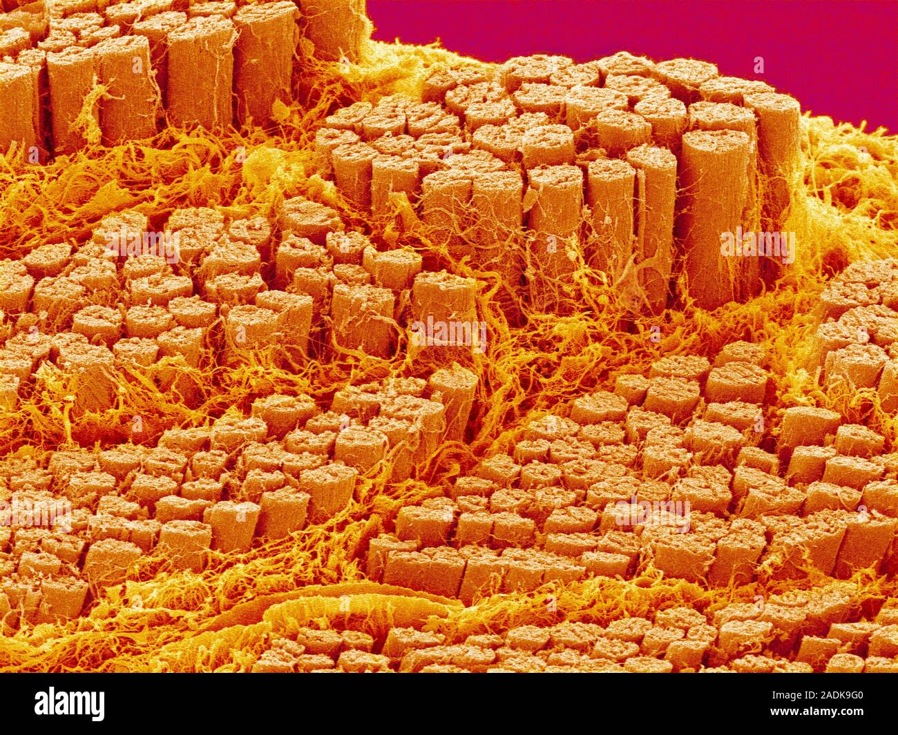 Smooth muscle. Coloured scanning electron micrograph of smooth muscle ...