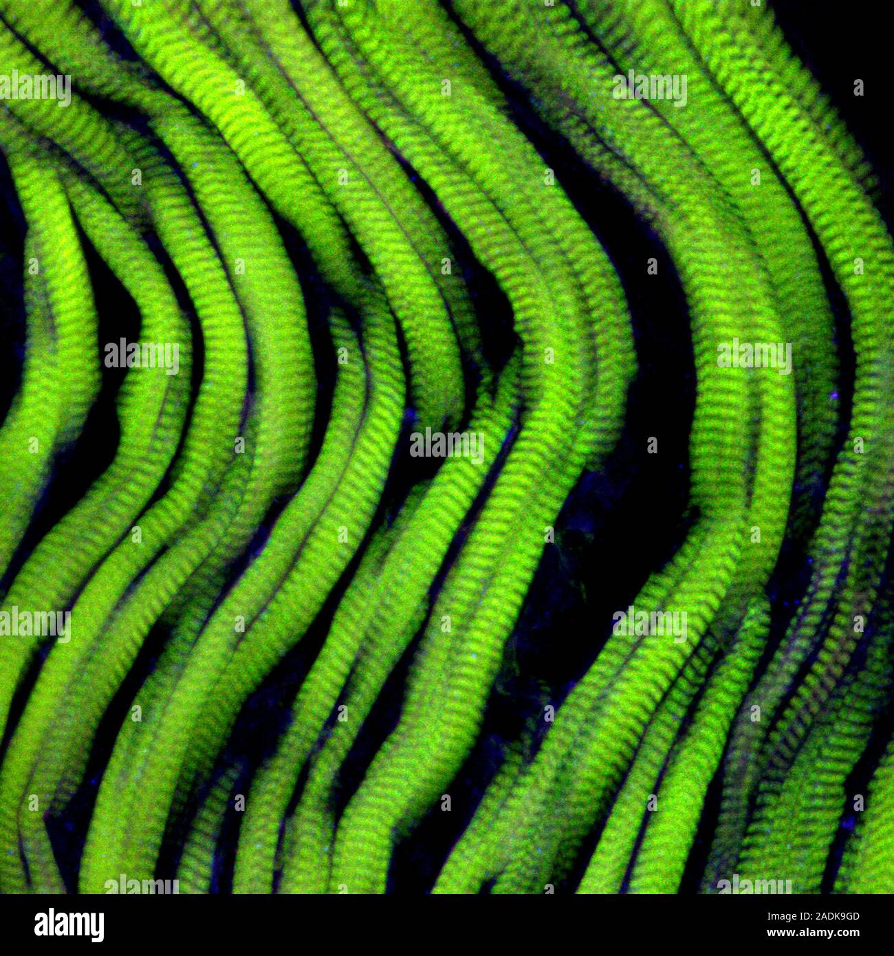 Muscle fibres. Coloured scanning electron micrograph (SEM) of muscle ...