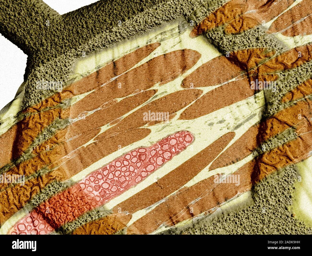 Muscle and nerve tissue. Coloured scanning electron micrograph (SEM) of ...