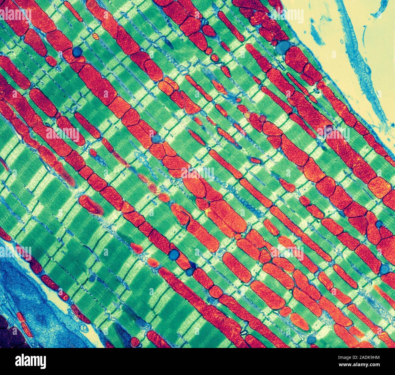 Cardiac muscle. Coloured transmission electron micrograph (TEM) of ...