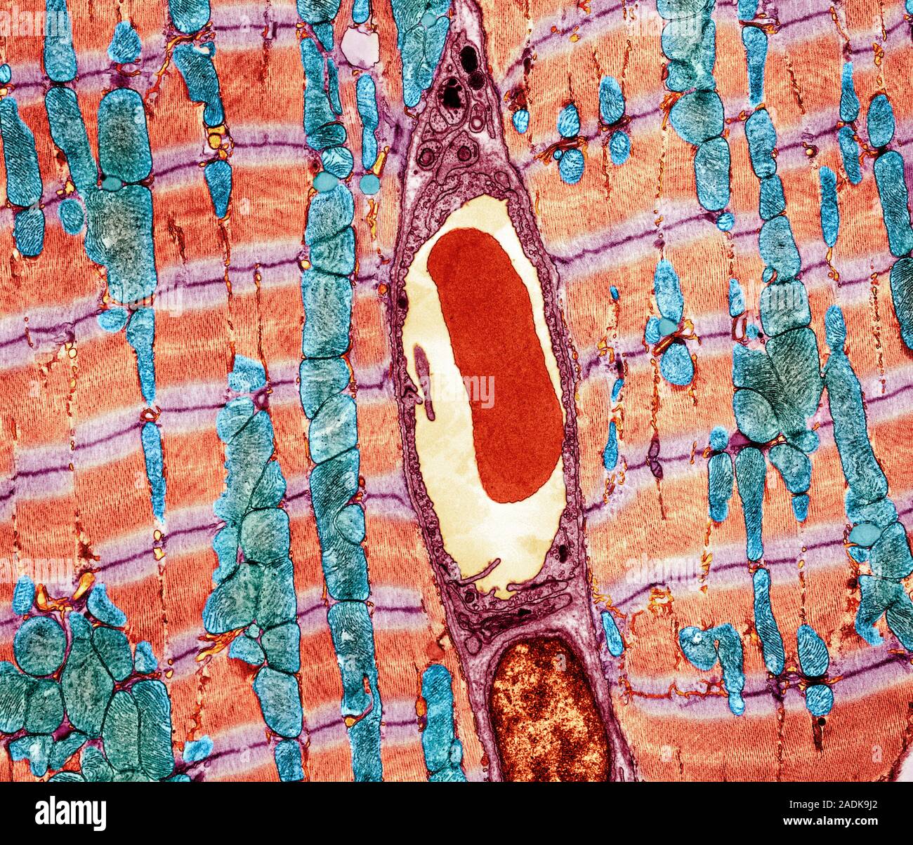 Cardiac muscle. Coloured transmission electron micrograph (TEM) of cardiac muscle fibrils ...