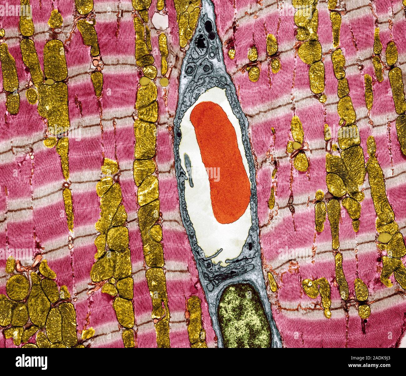 Cardiac muscle. Coloured transmission electron micrograph (TEM) of cardiac muscle fibrils (pink ...