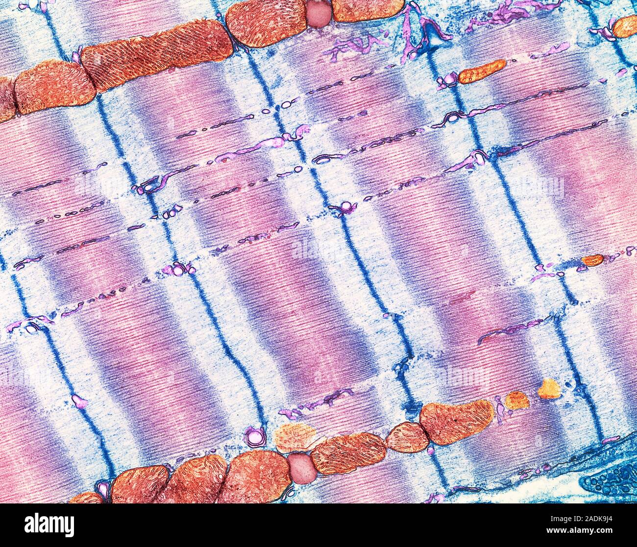 Cardiac muscle. Coloured transmission electron micrograph (TEM) of cardiac muscle fibrils (pink ...