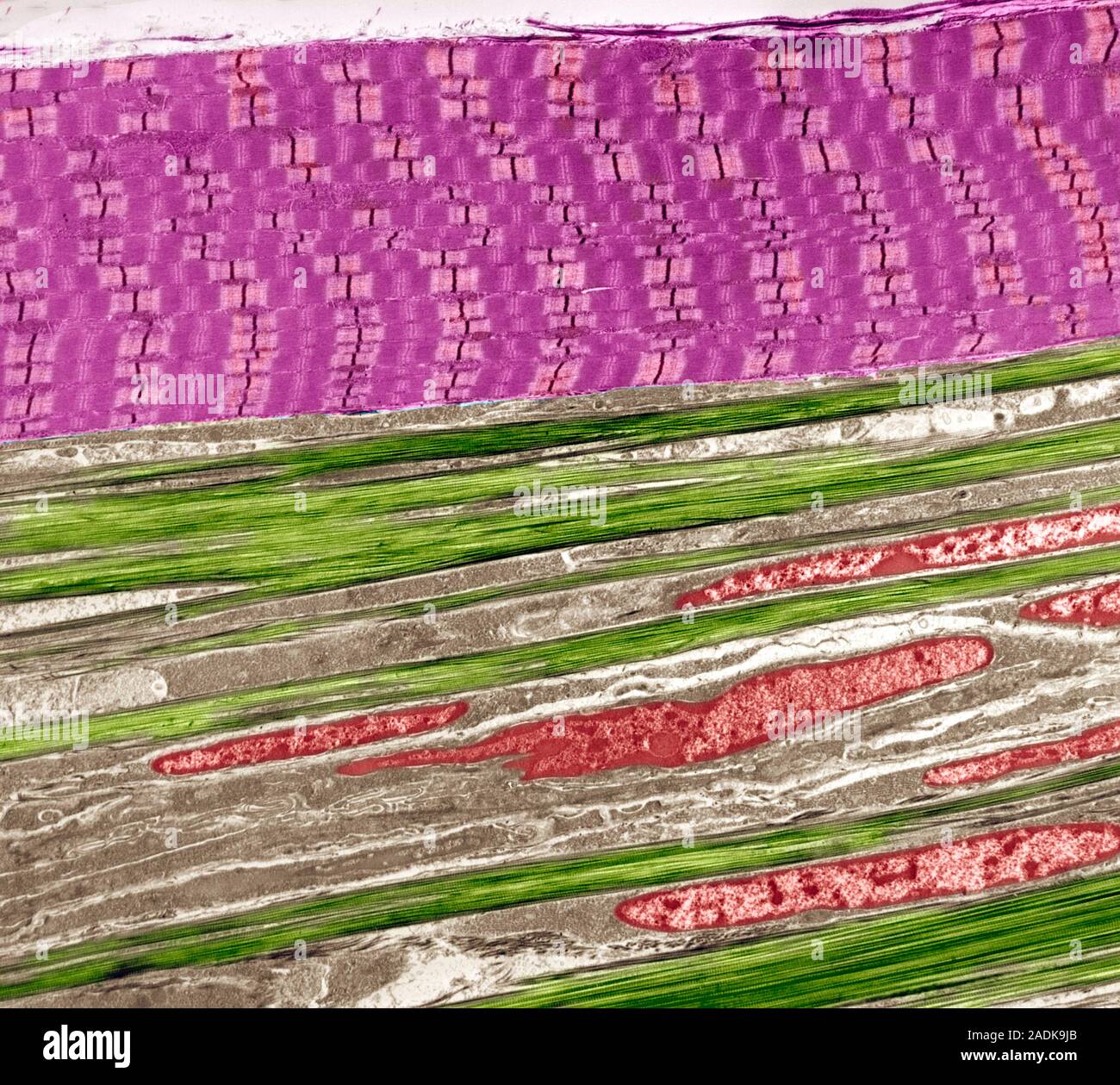 Skeletal muscle and tendons. Coloured transmission electron micrograph (TEM) of a section ...