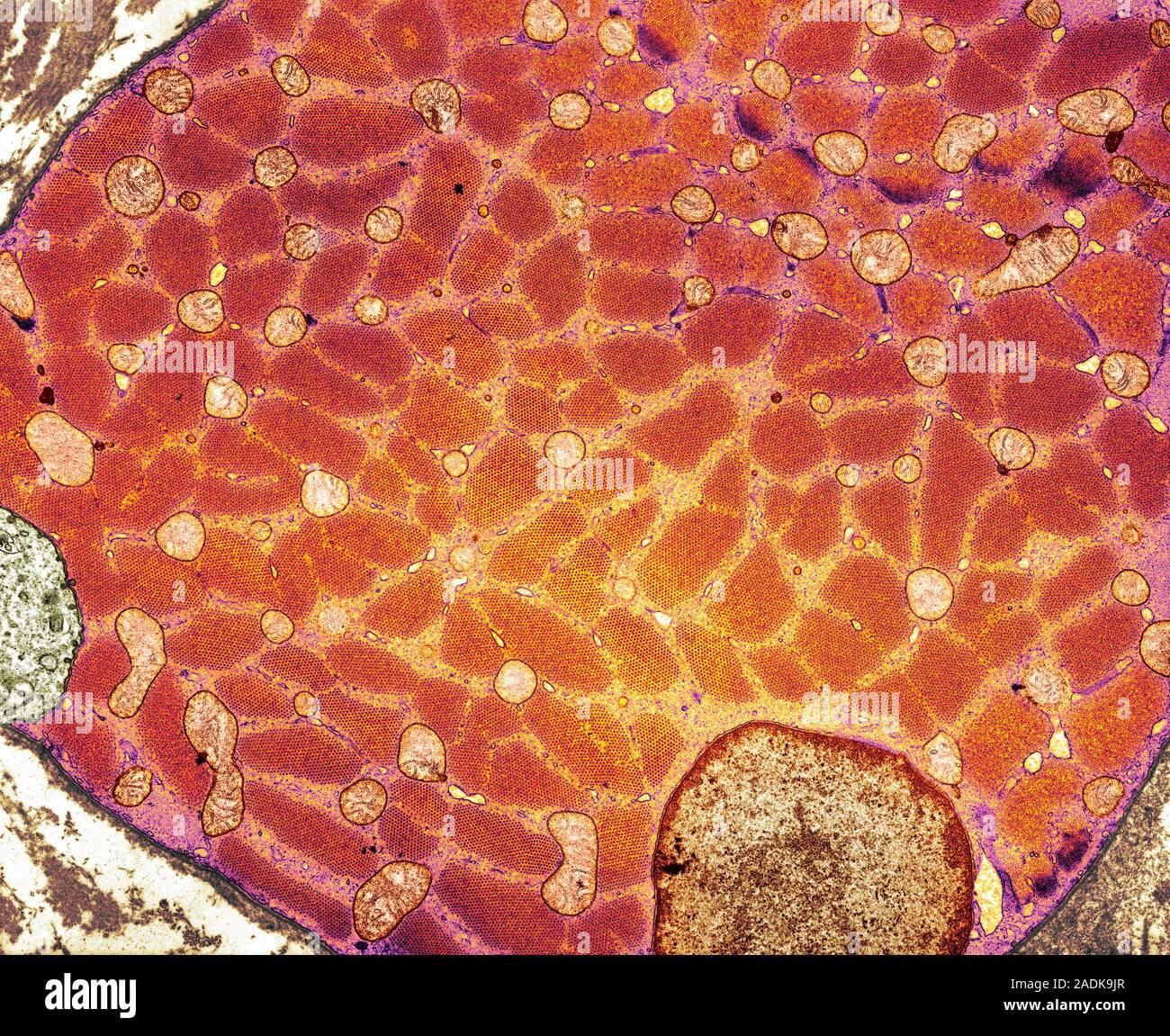 Skeletal muscle cell, coloured transmission electron micrograph (TEM). The nucleus (bottom right ...