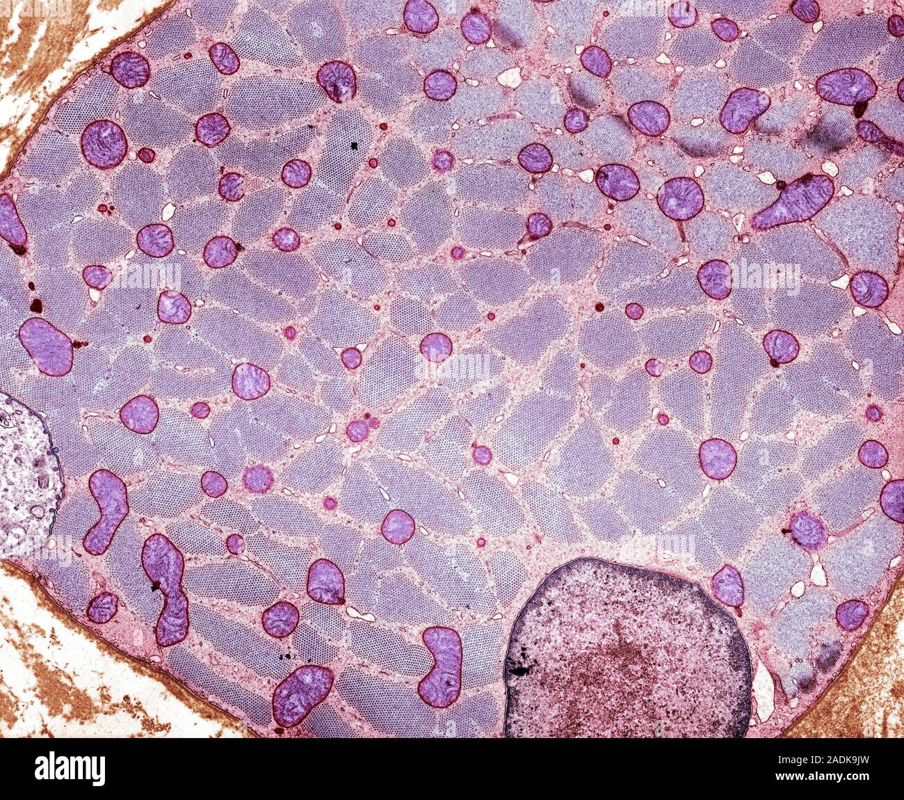 Skeletal muscle cell, coloured transmission electron micrograph (TEM ...