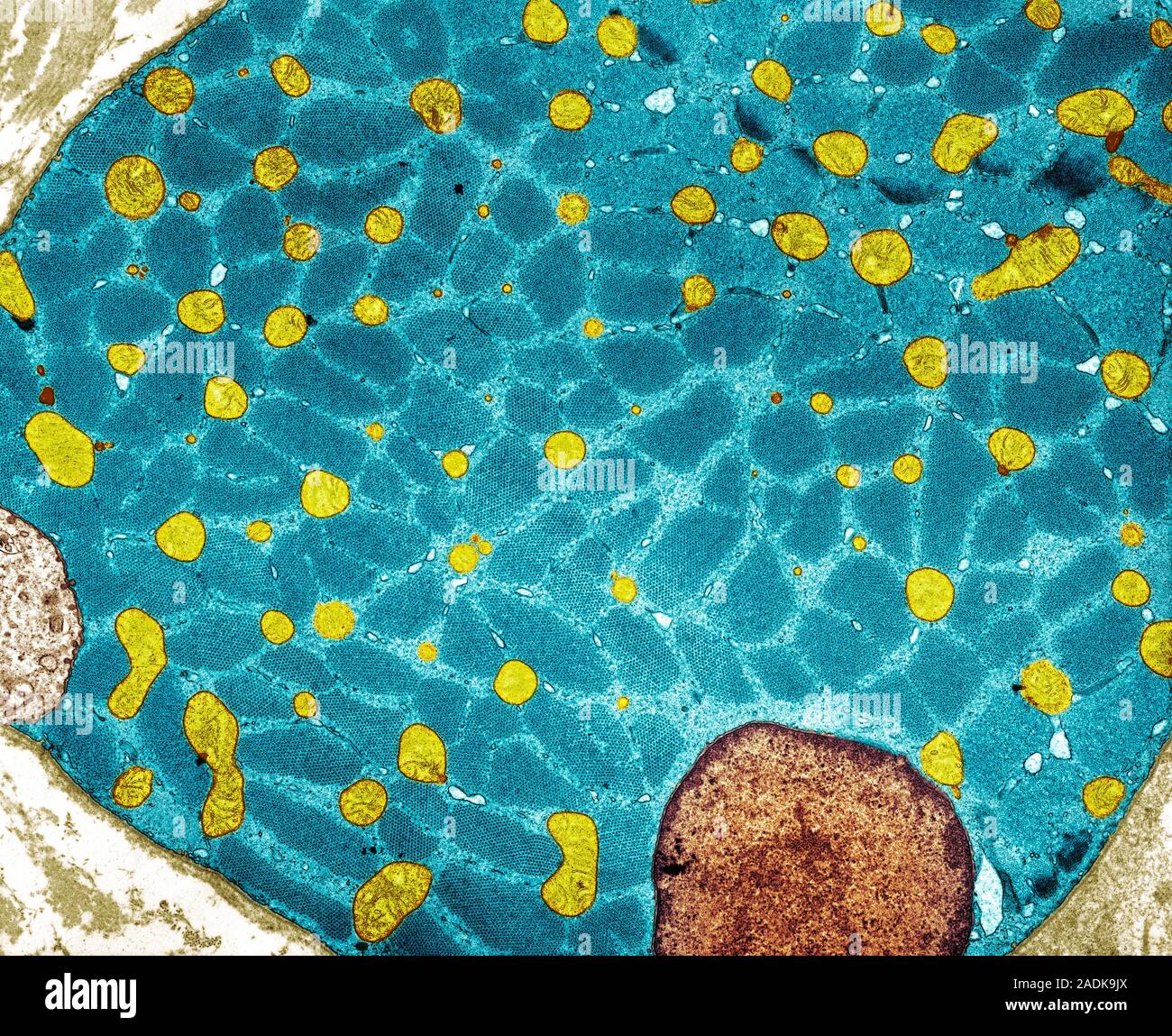 Skeletal muscle cell, coloured transmission electron micrograph (TEM ...