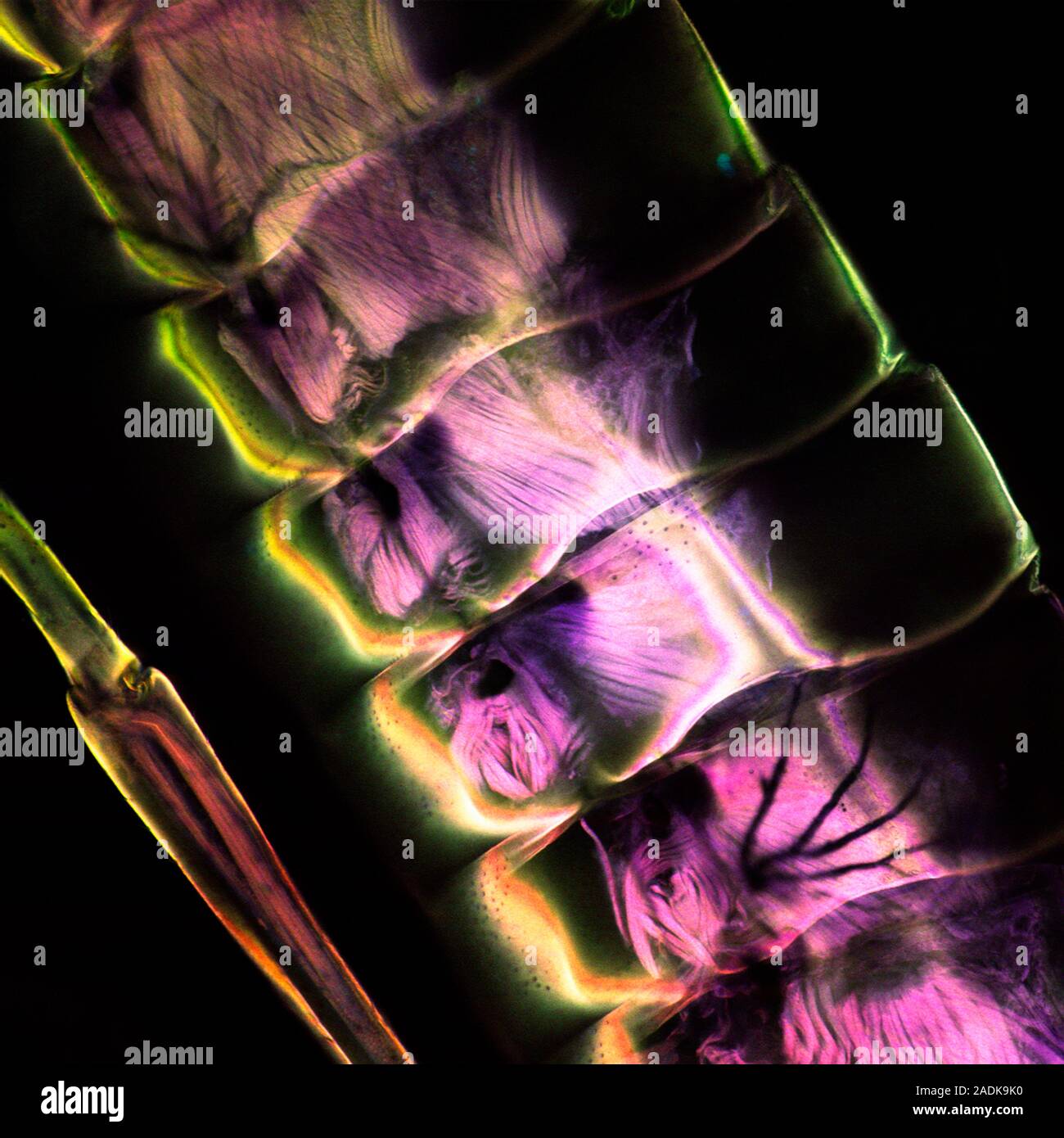 Mayfly muscle system. Confocal light micrograph showing muscles (purple ...