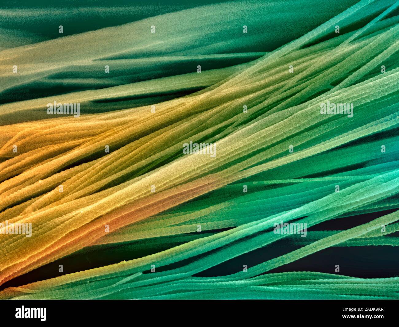 Tendon fibres. Coloured scanning electron micrograph (SEM) of tendon ... Tendon fibres. Coloured scanning electron micrograph (SEM) of tendon ...