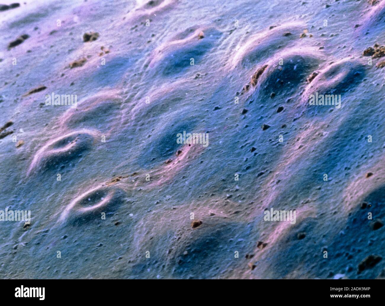 Cartilage. False-colour scanning electron micrograph (SEM) of hyaline ...