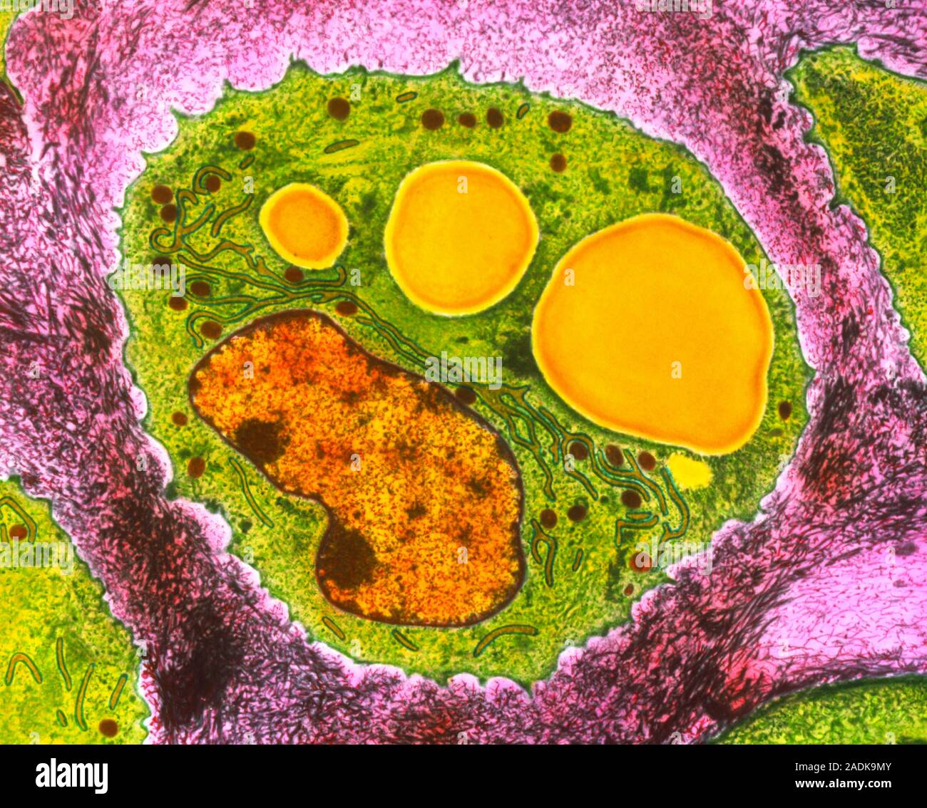 Cartilage cell. Coloured transmission electron mi- crograph (TEM) of a ...