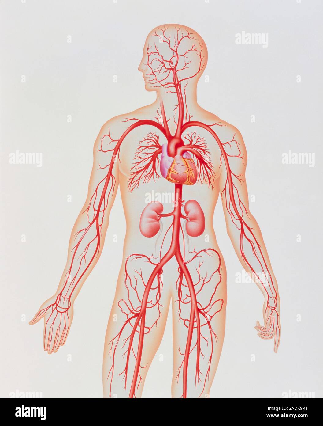 Arterial system. Illustration of the arterial system in the human body ...