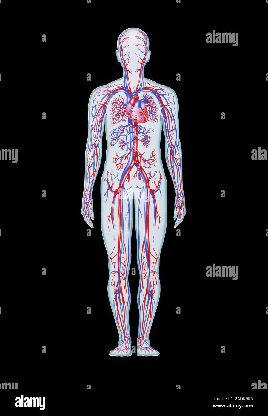 Blood circulation. Illustration of the human body's blood vessels ...