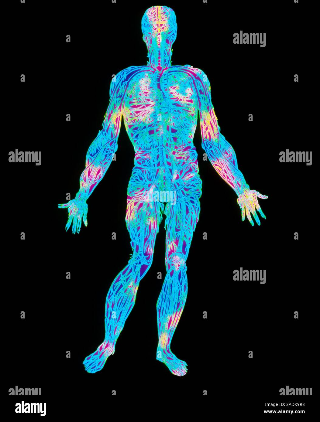 Venous system. Computer-enhanced illustration of the venous system in ...