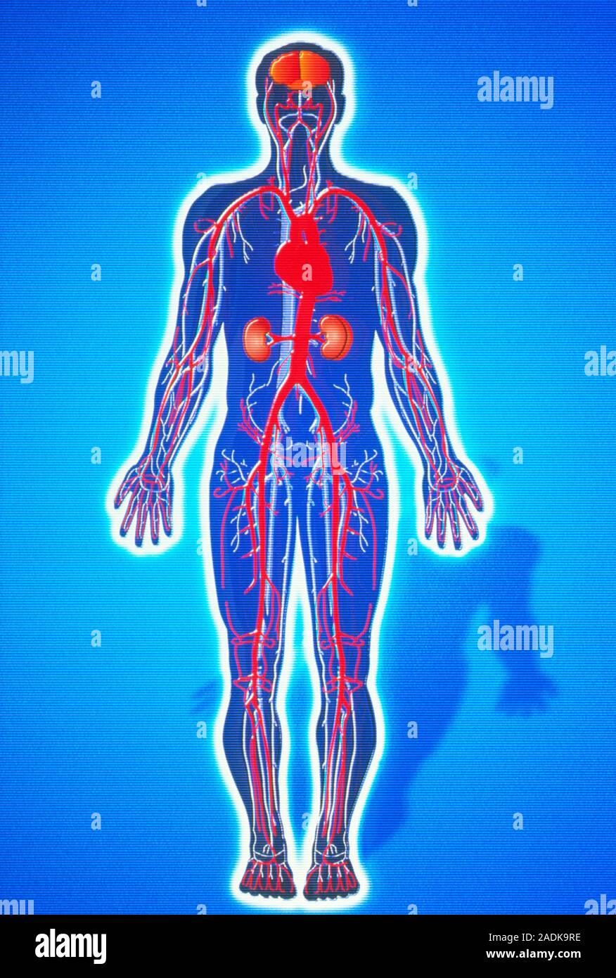 Blood system. Artwork illustrating the blood system which supplies the ...