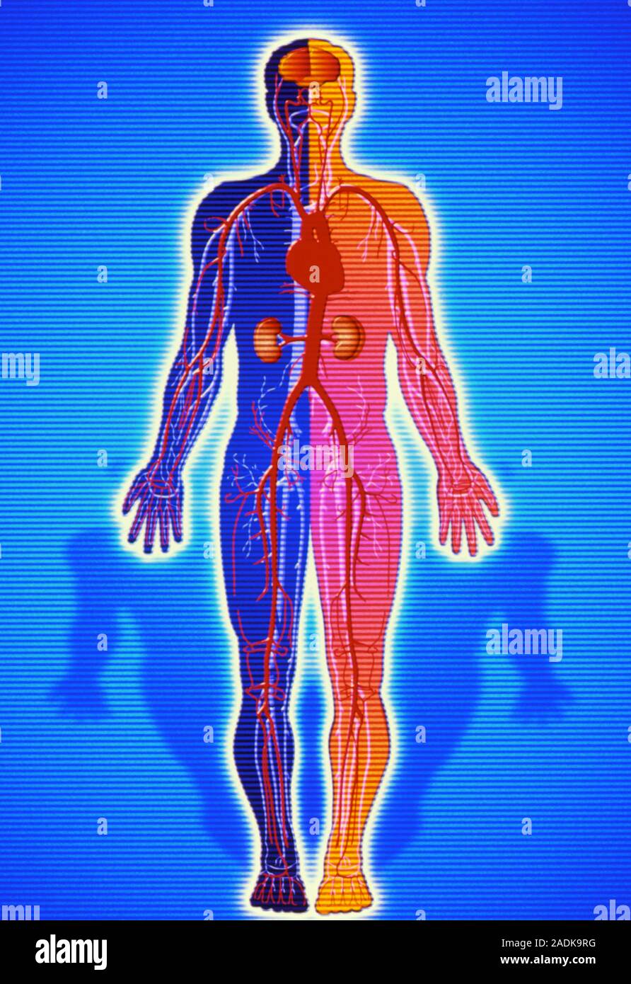 Blood system. Artwork illustrating the blood system which supplies the ...