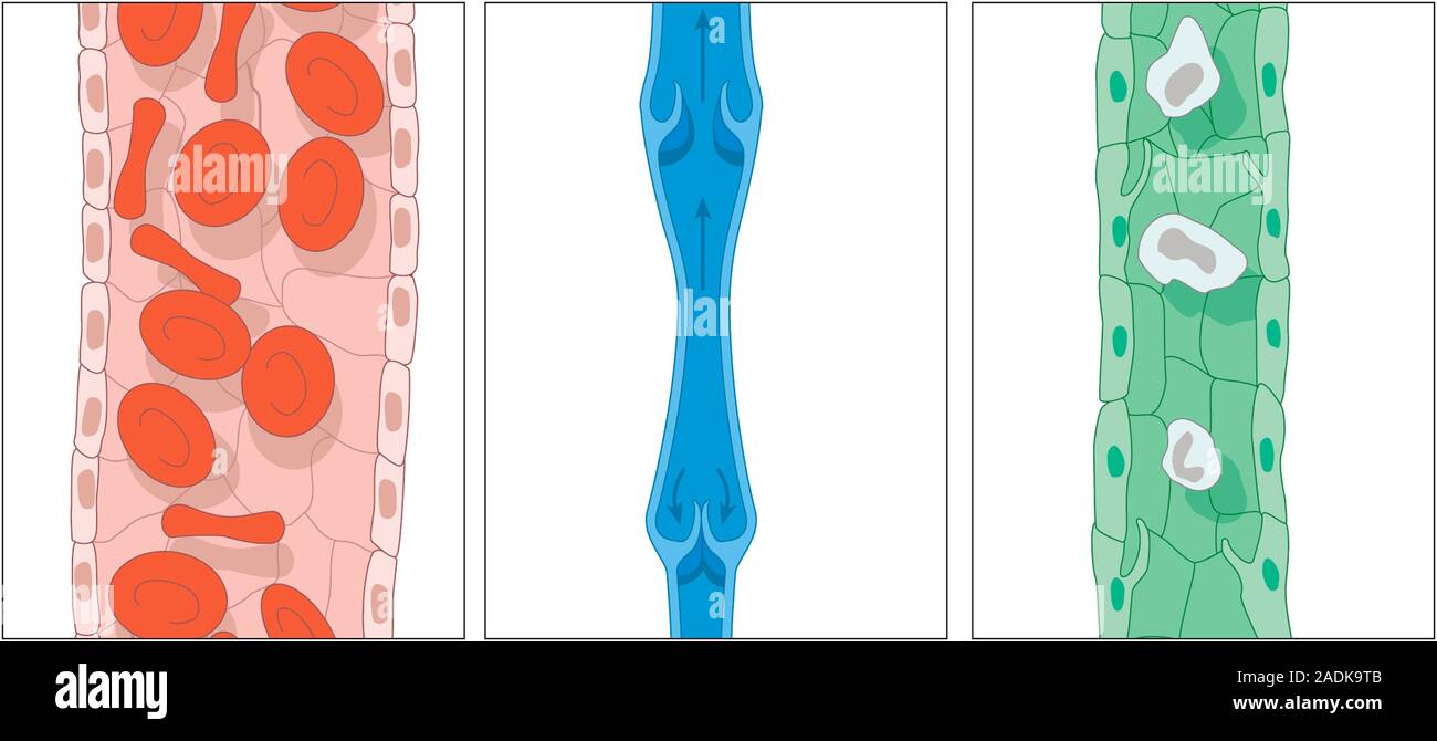 Blood vessel types. Artworks of the three types of blood vessels, from ...