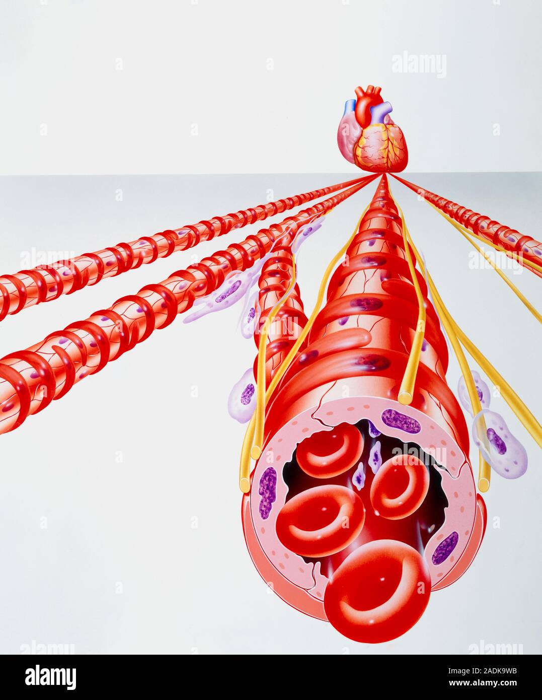 Arteriole. Illustration of peripheral arterioles (small sub-divisions ...