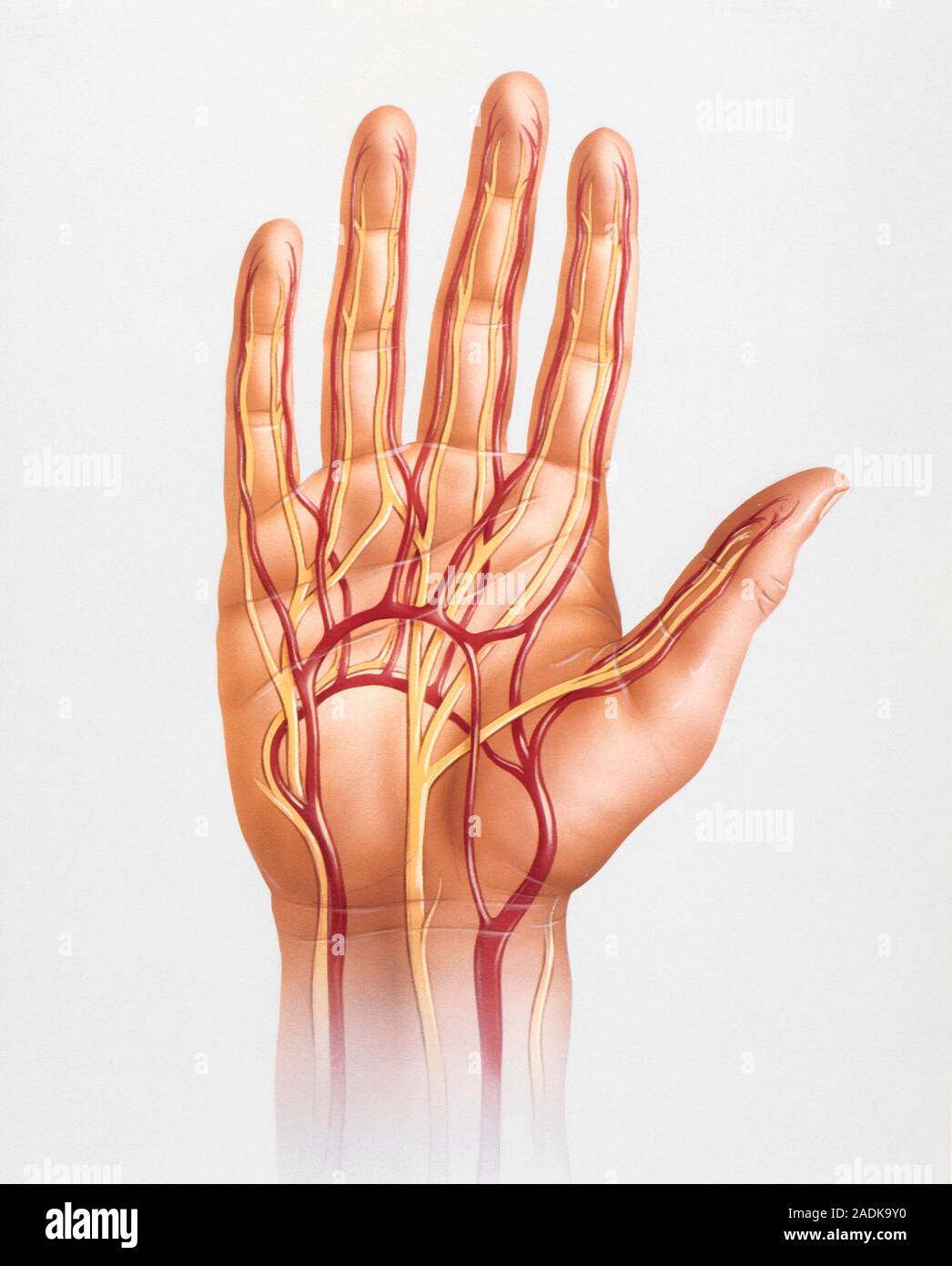 Hand arteries and nerves. Artwork showing the arteries (red) and nerves ...