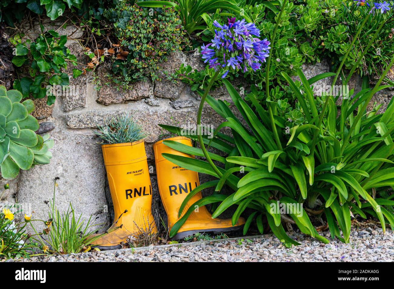 Yellow RNLI boots turned into planters next to an agapanthus on St Mary ...