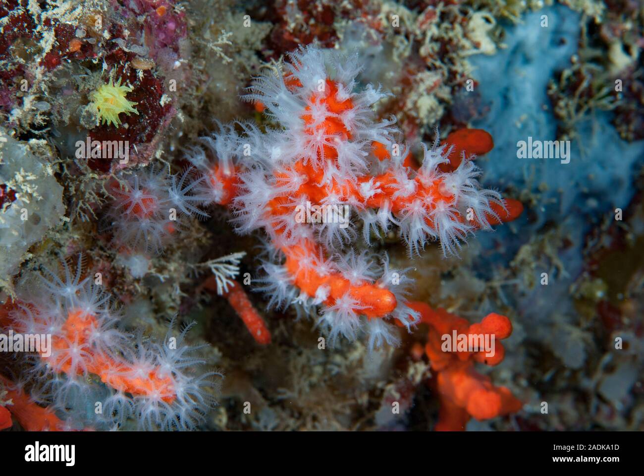 Red Coral,Corallium rubrum Stock Photo - Alamy