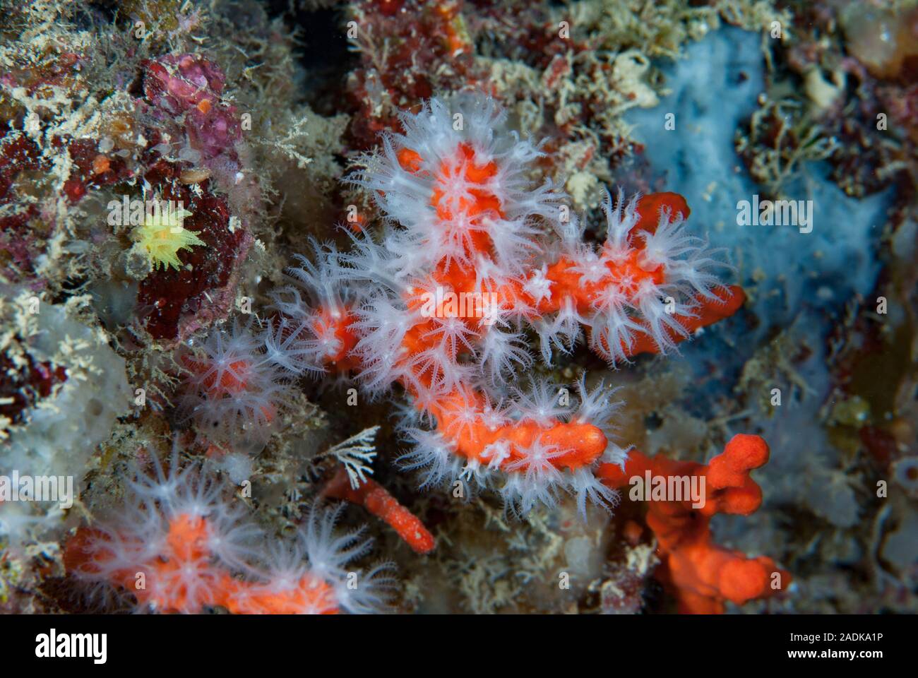 Red Coral,Corallium rubrum Stock Photo - Alamy