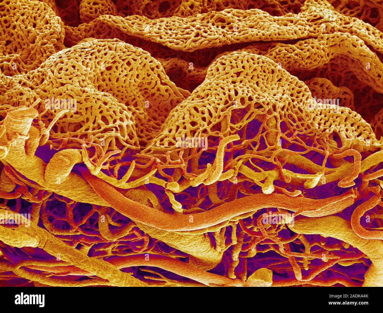 Blood vessels. Coloured scanning electron micrograph (SEM) of a resin ...