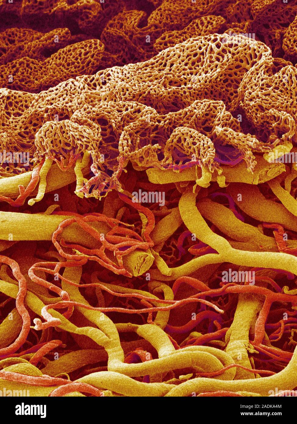Blood vessels. Coloured scanning electron micrograph (SEM) of a resin ...