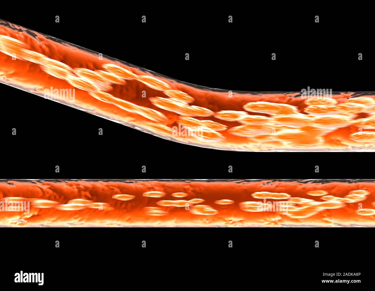 Blood vessels. Computer artwork of two blood vessels. Red blood cells ...