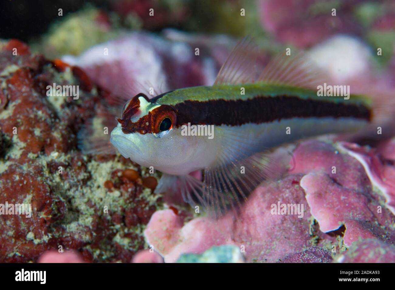 White blenny parablennius rouxi hi-res stock photography and images - Alamy