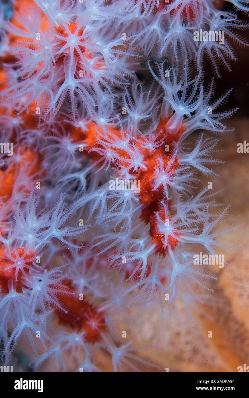 Mediterranean Red Coral, Corallium rubrum Stock Photo - Alamy