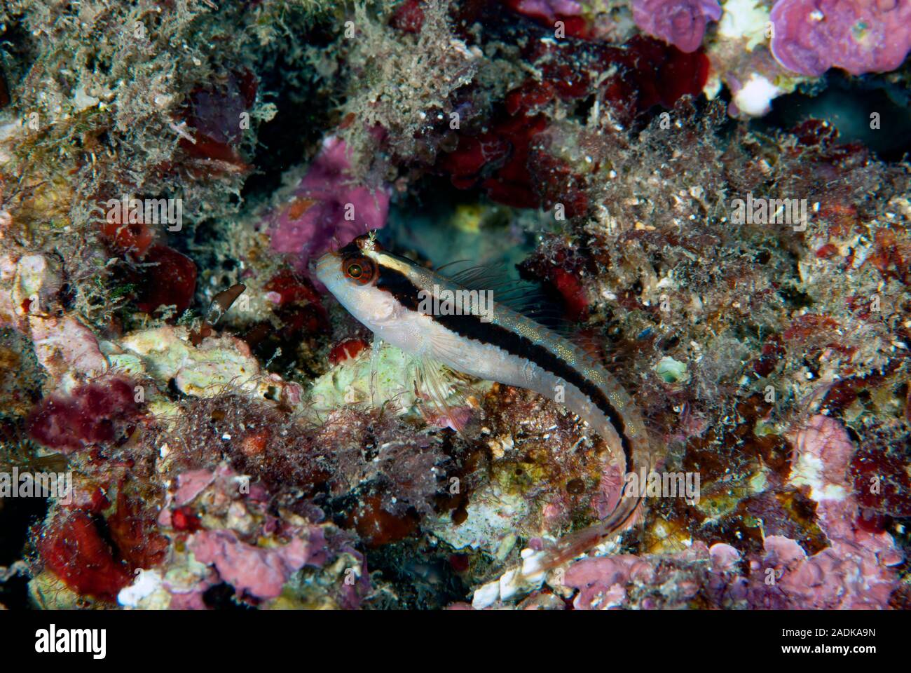 Parablennius rouxi hi-res stock photography and images - Alamy