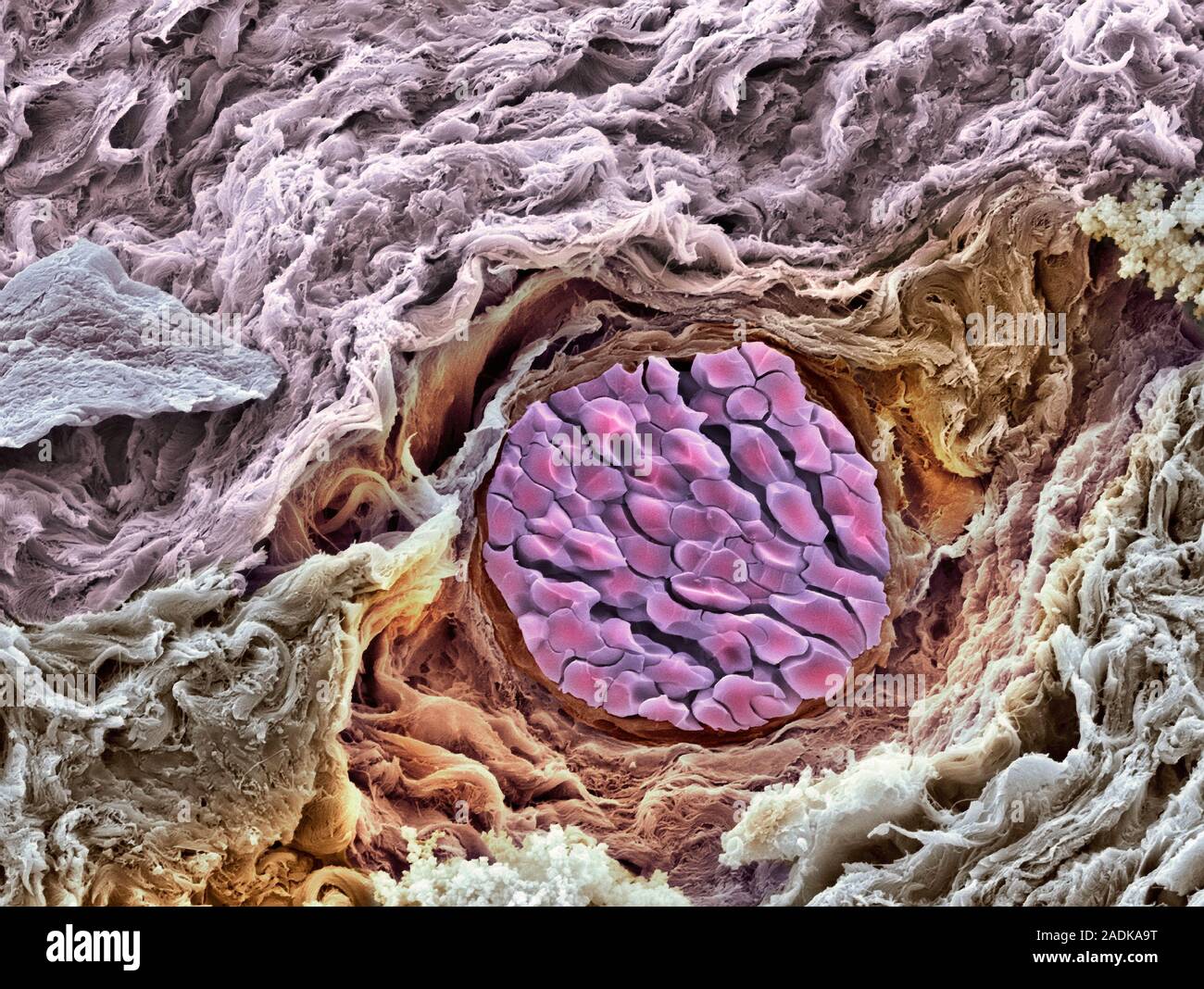 Blood vessel. Coloured scanning electron micrograph (SEM) of a ...