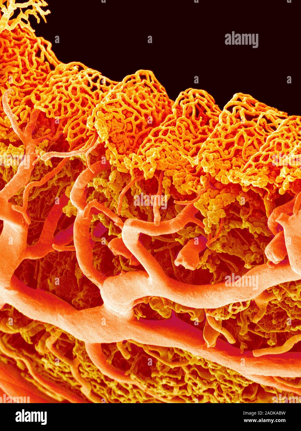 Blood vessels. Coloured scanning electron micrograph (SEM) of a resin ...