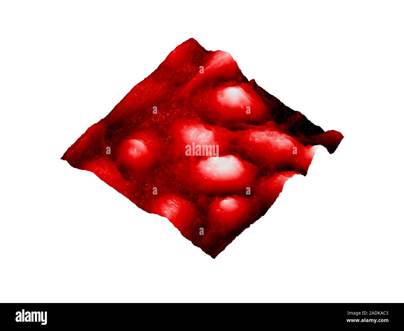 Endothelial cells. Coloured atomic force micrograph (AFM) of the ...