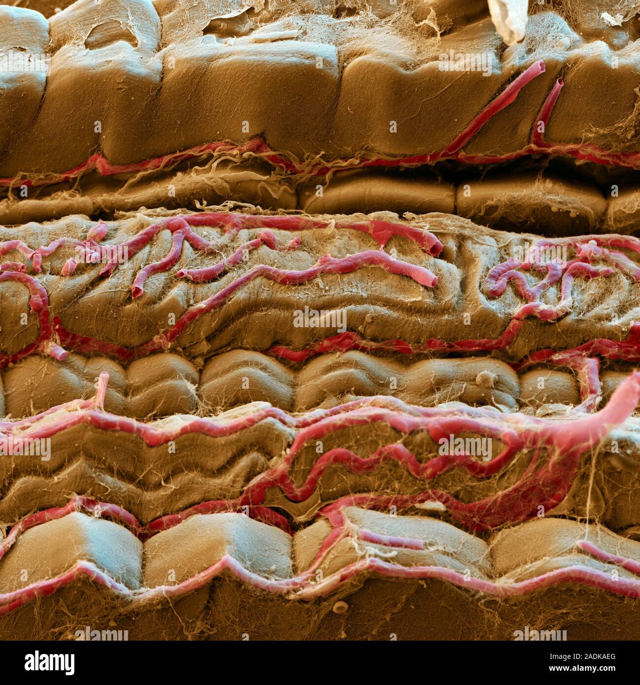 Capillaries on muscle. Coloured scanning electron micrograph (SEM) of ...