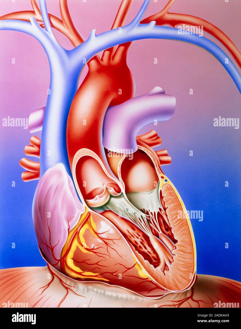 Human heart. Illustration of a partly-dissected heart showing the ...