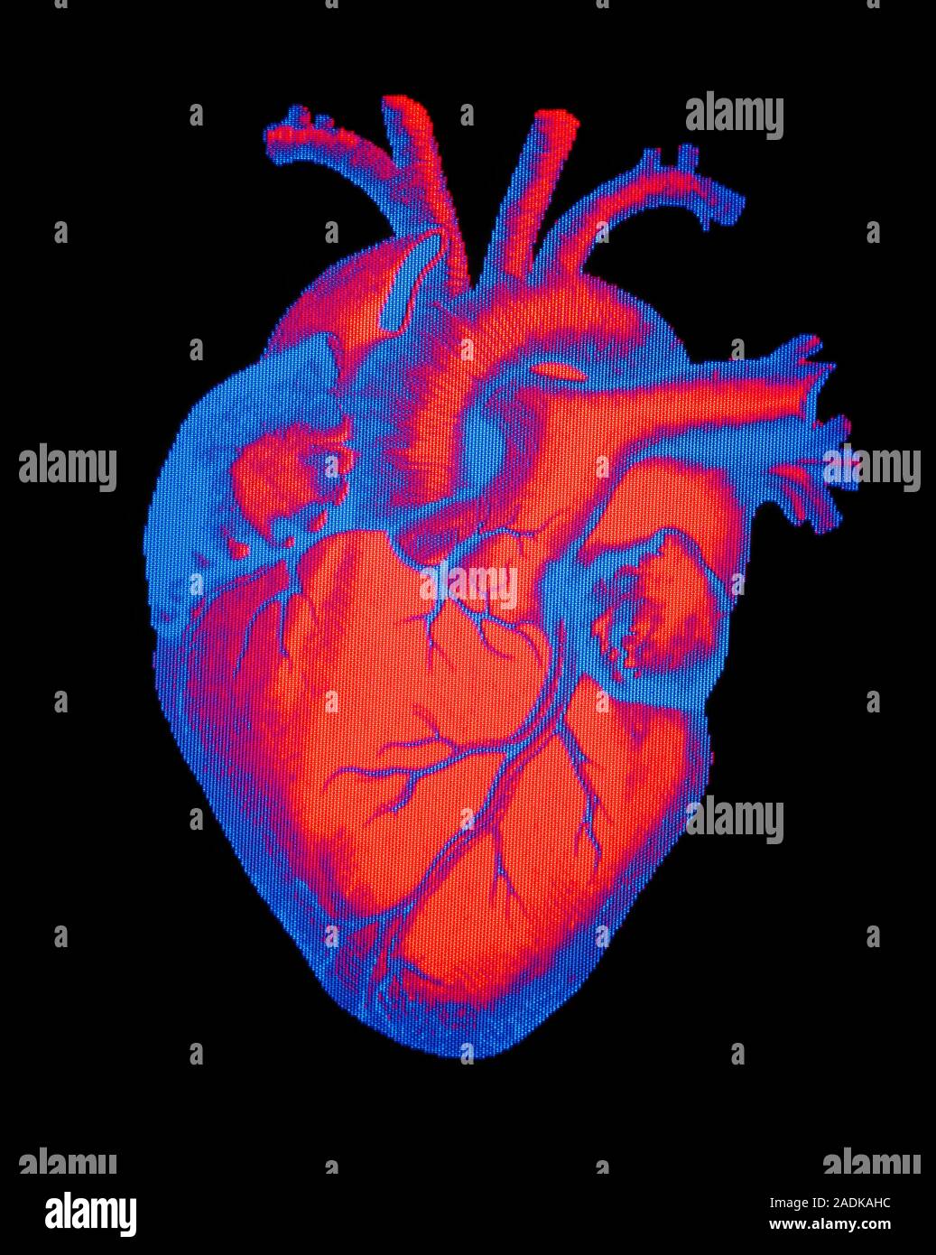 Human heart. Computer-digitised, historical illustration of a healthy ...