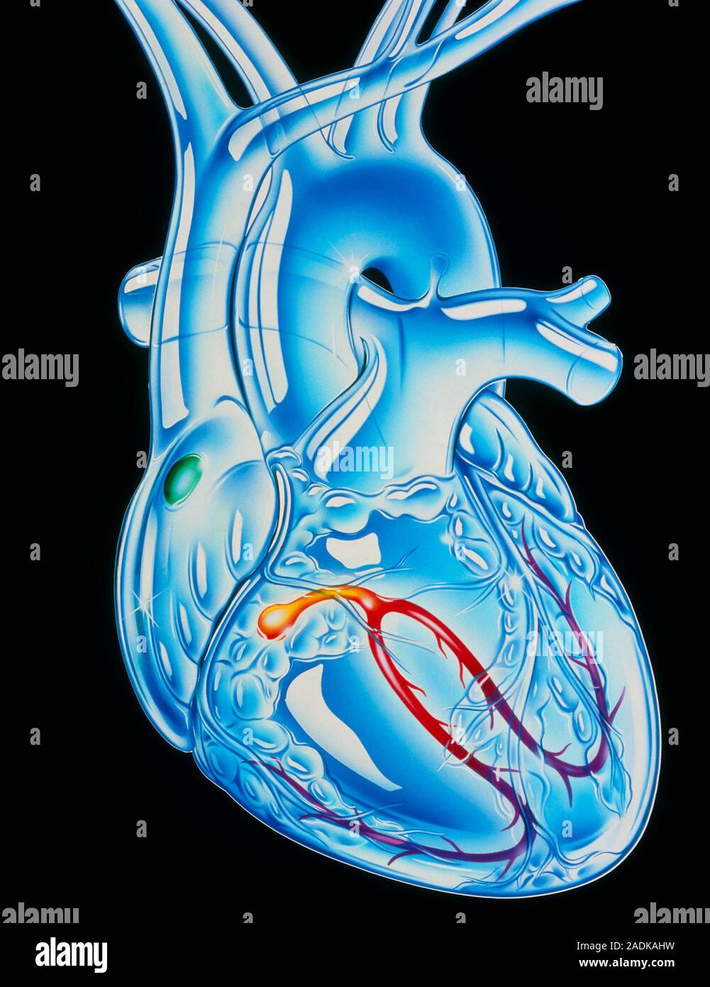 Electrical conduction in heart. Illustration of a human heart, showing ...