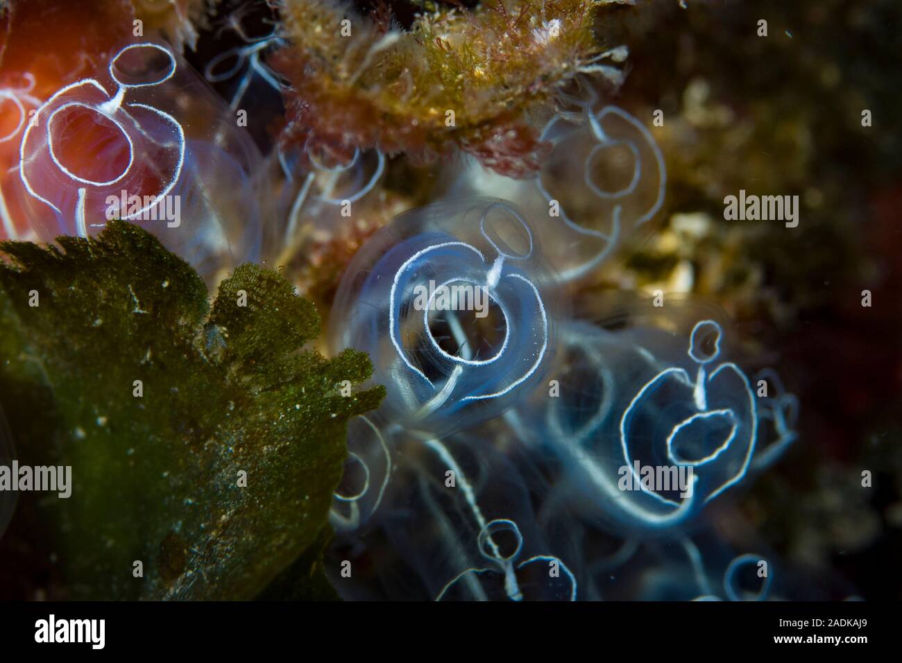 Ascidian are filter-feeding invertebrates diffused in every sea. They ...