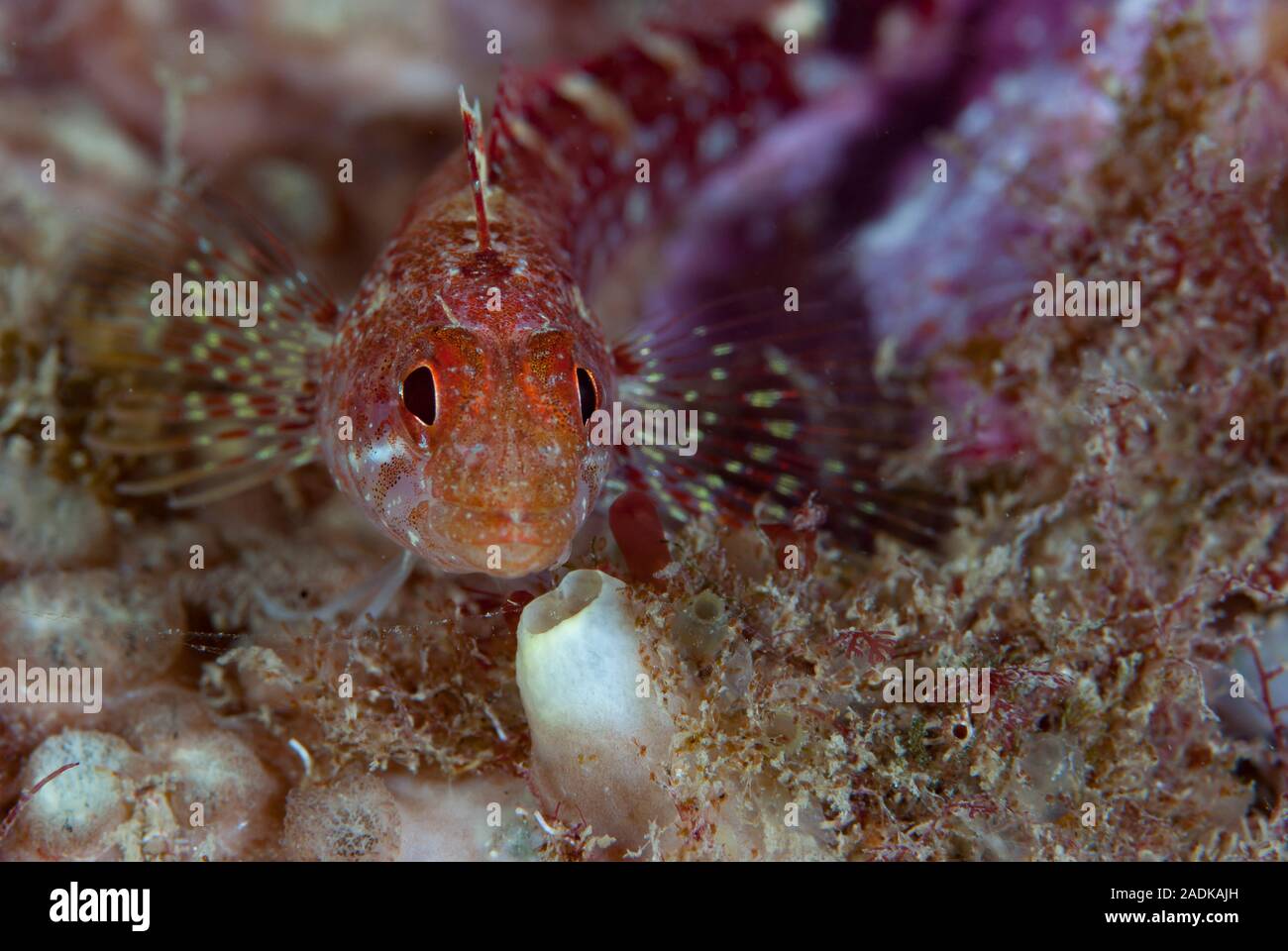 Red-Black Triplefin (Tripterygion tripteronotum) is native of the ...