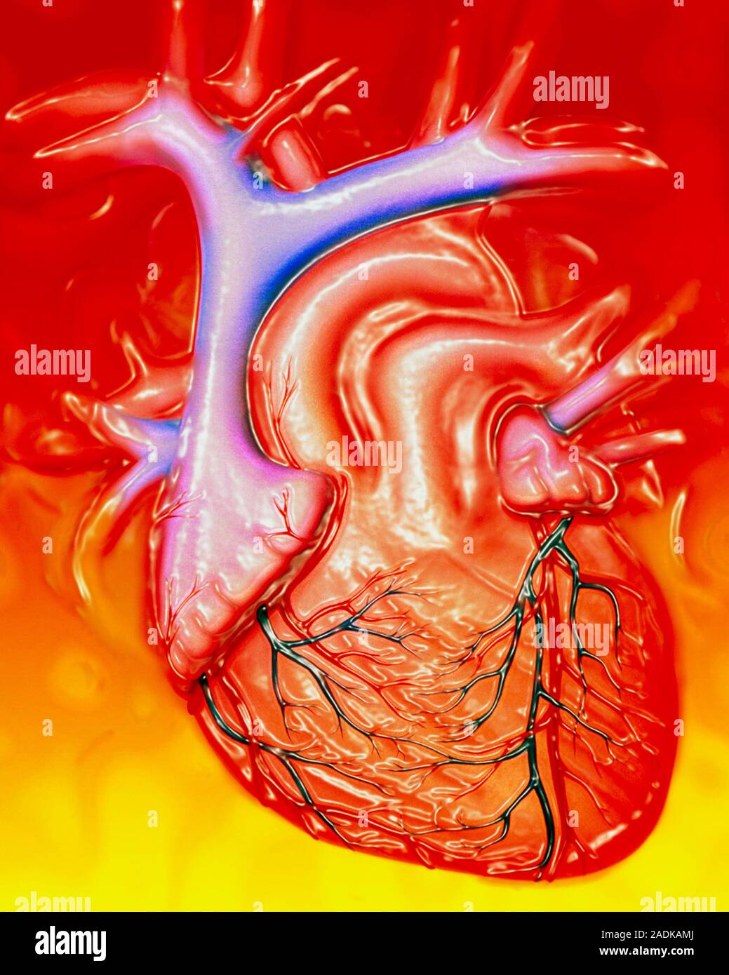 Human heart. Artwork of a healthy human heart, seen in external view ...