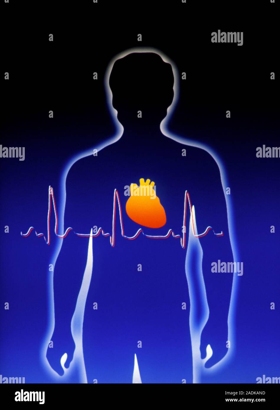 Human heart. Computer artwork of the outline of a human figure showing ...