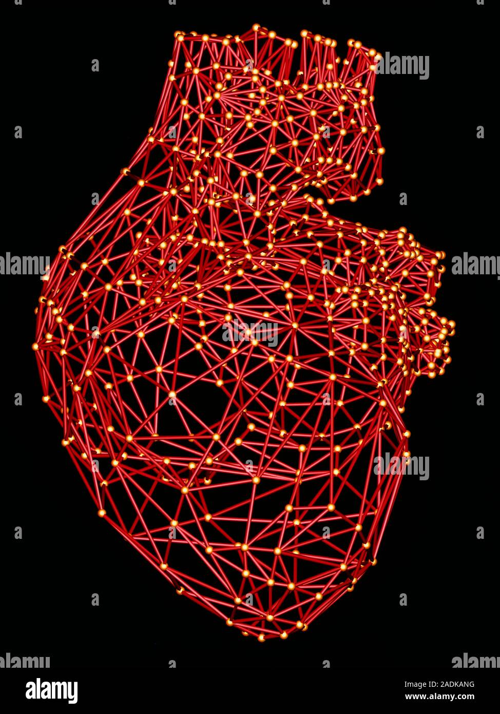 Human heart. Computer artwork of a wire-frame model of a human heart ...