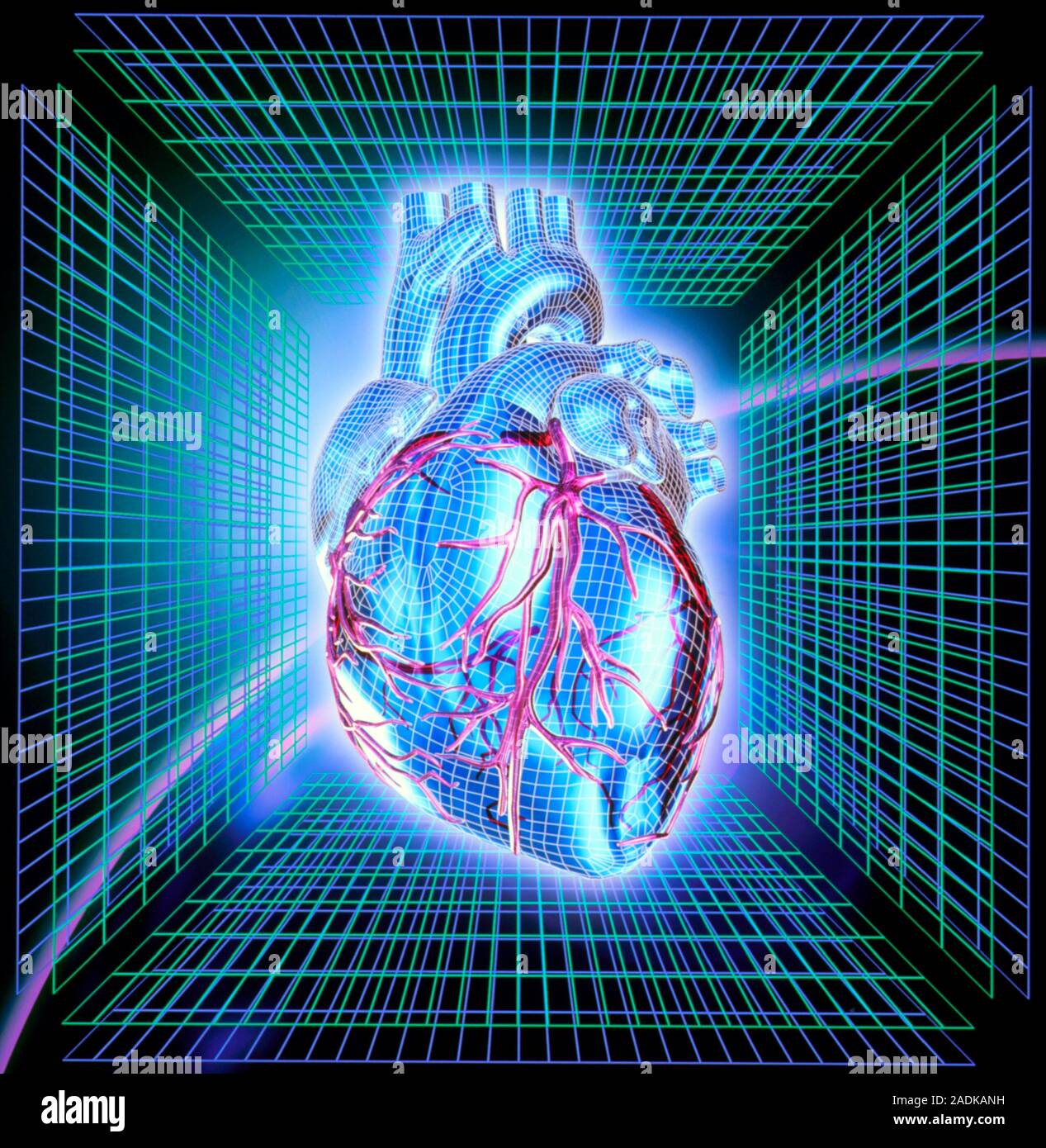 Human heart. Computer artwork of a healthy human heart, seen in ...
